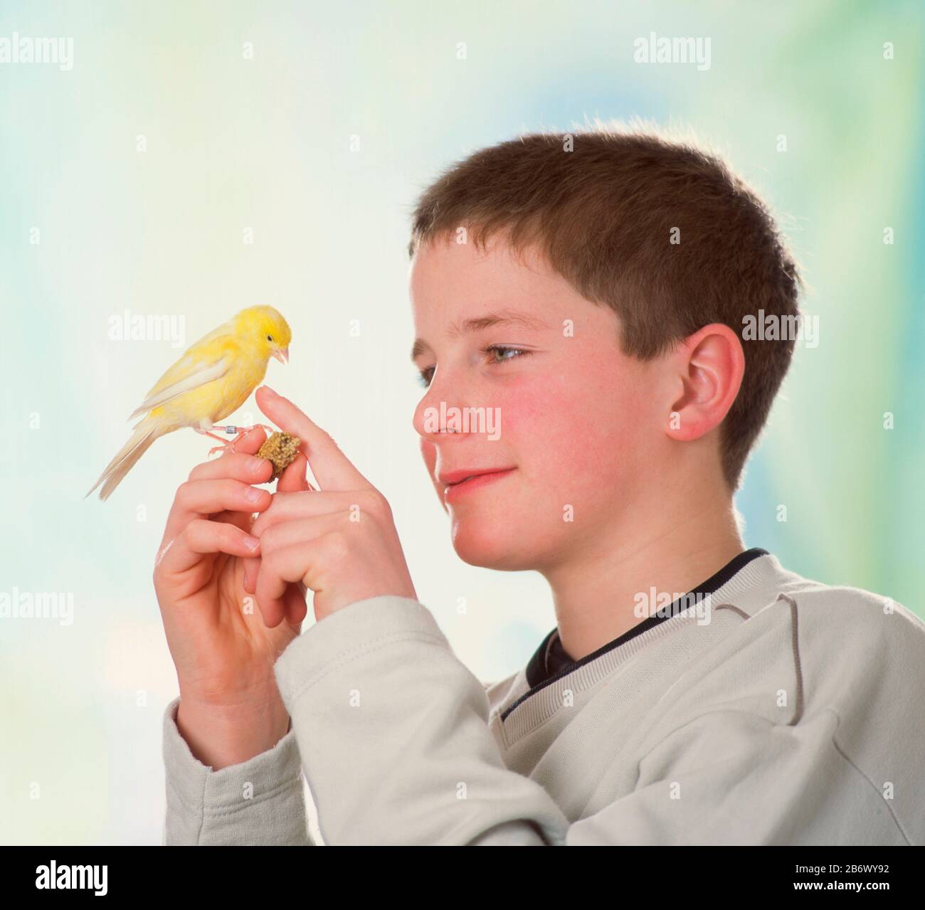 Domestic Canary. A boy with a yellow canary on his finger. Germany ...