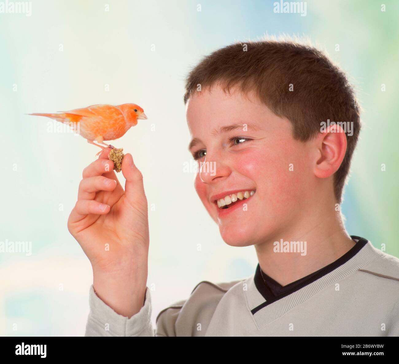 Red canary hi-res stock photography and images - Alamy