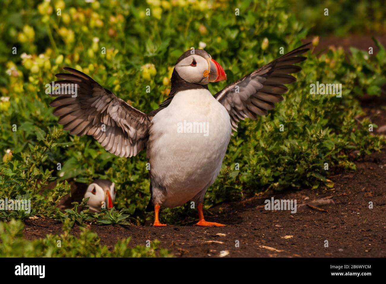 Puffin on land hi-res stock photography and images - Alamy
