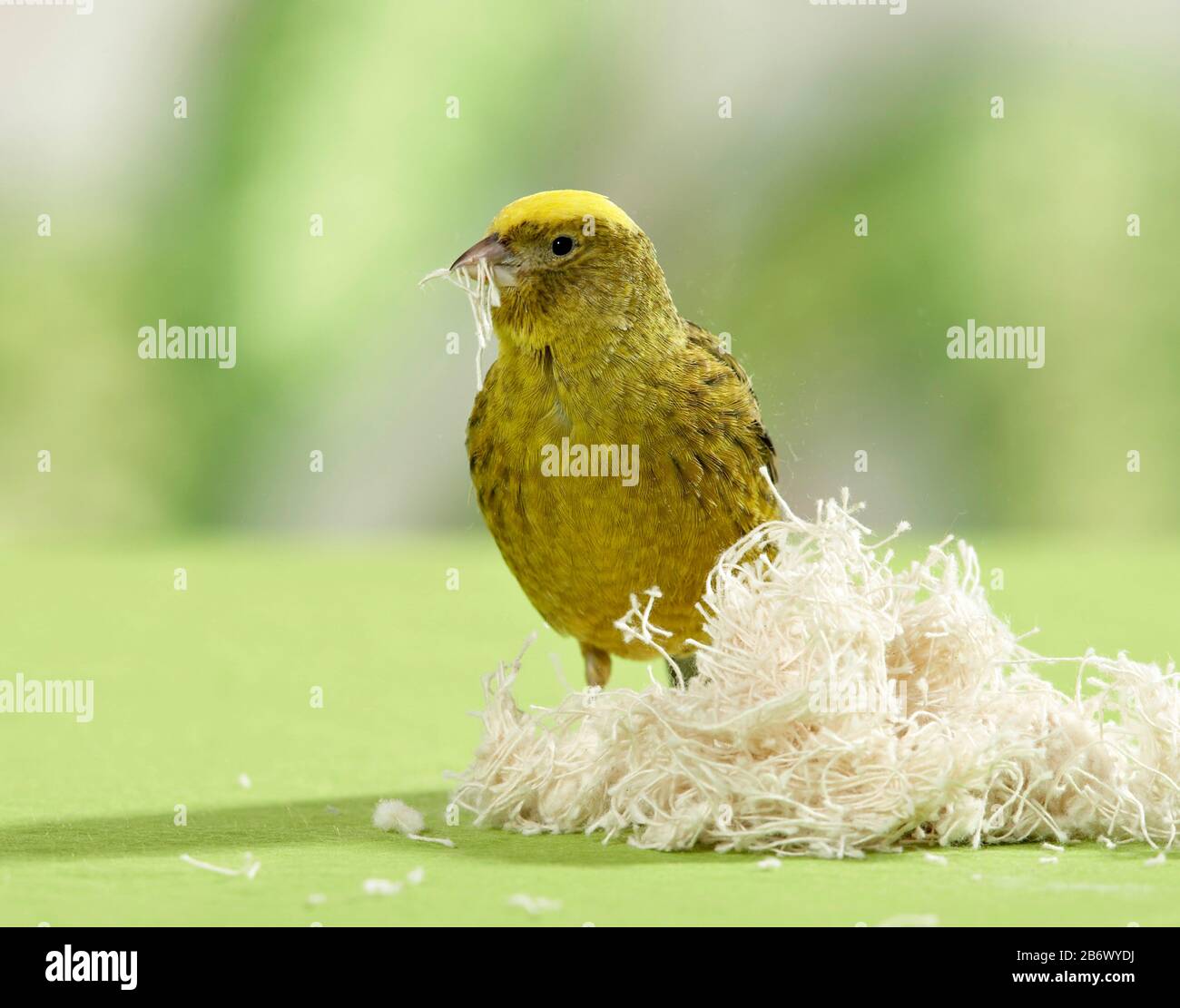 Domestic Canary. A female collects wood wool as nesting material ...