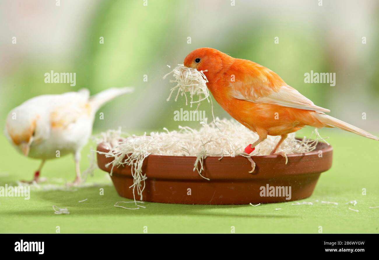 Domestic Canary. A female collects wood wool as nesting material ...