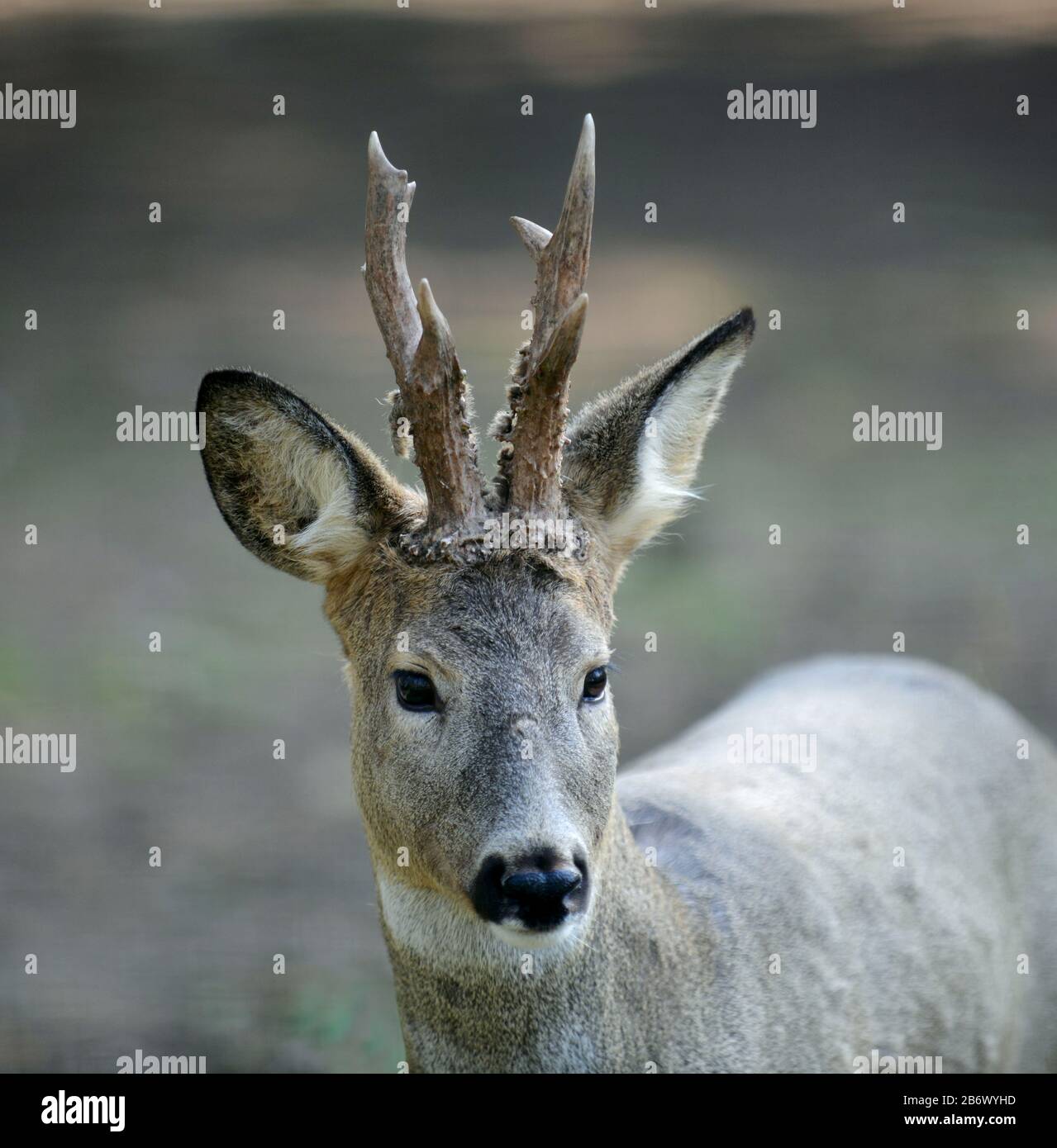 The roe deer with horns is situated against the blur nature background ...