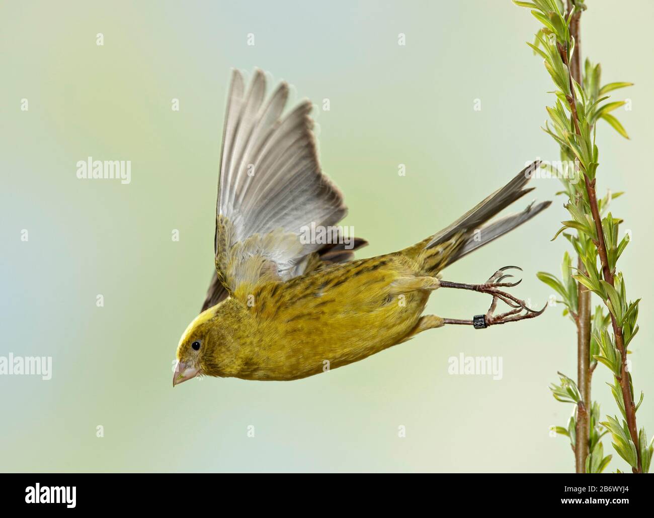 Canary hi-res stock photography and images - Alamy