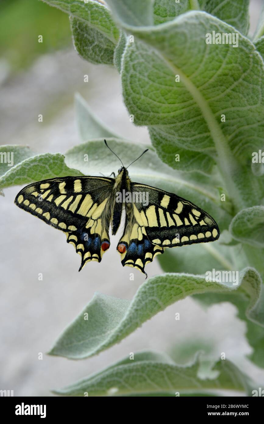 The butterfly is also known as the common yellow swallowtail or simply the swallowtail. Old ...