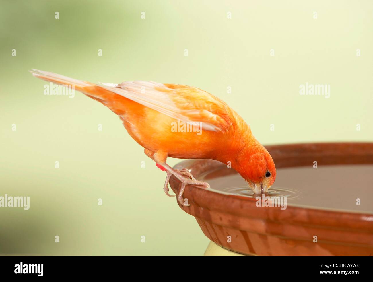 Animal drinks water hi-res stock photography and images - Alamy