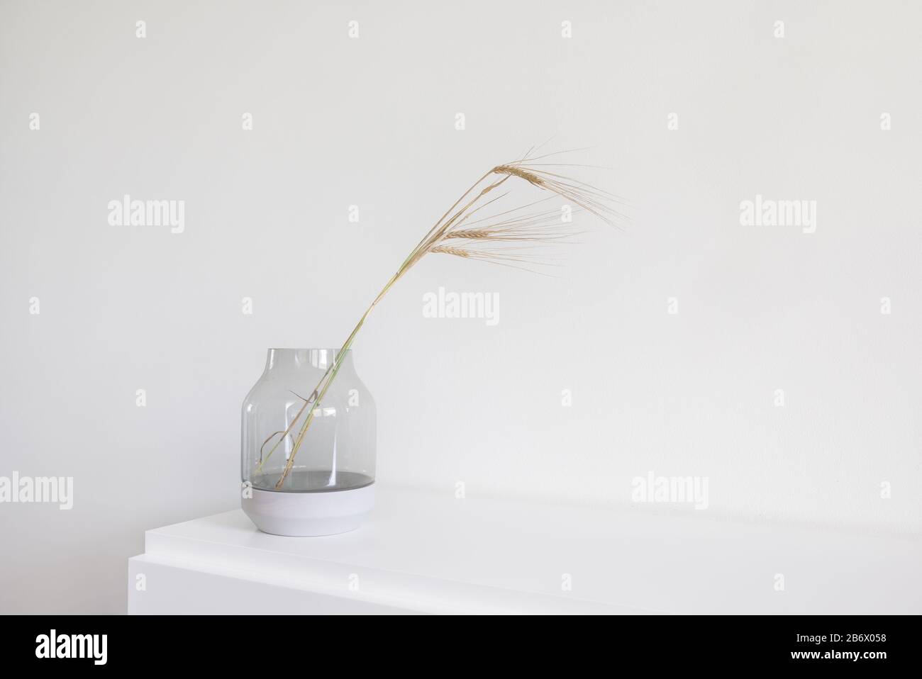 Fresh barley bunch decorated in glass vase on a white wooden chest of ...