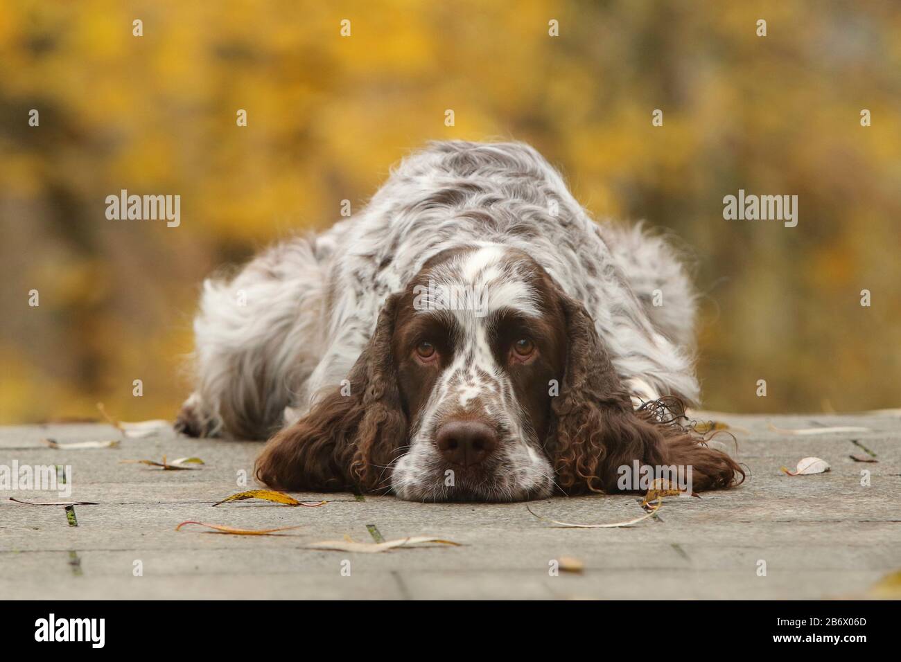 English springer spaniel fall hi-res stock photography and images - Alamy