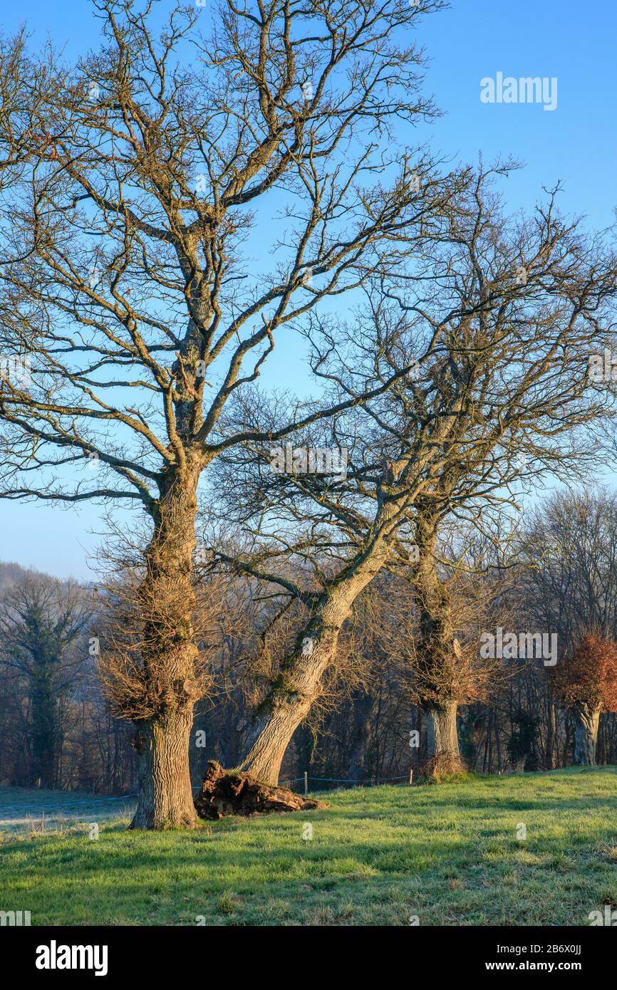 France, Creuse, Creuse valley, Fresselines, uprooted oak tree // France ...