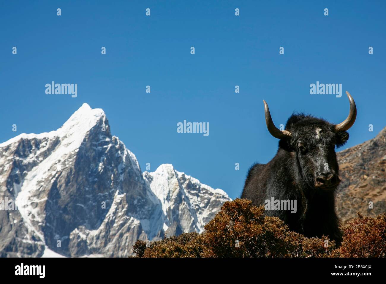 yak on the Everest trail in Nepal Stock Photo - Alamy