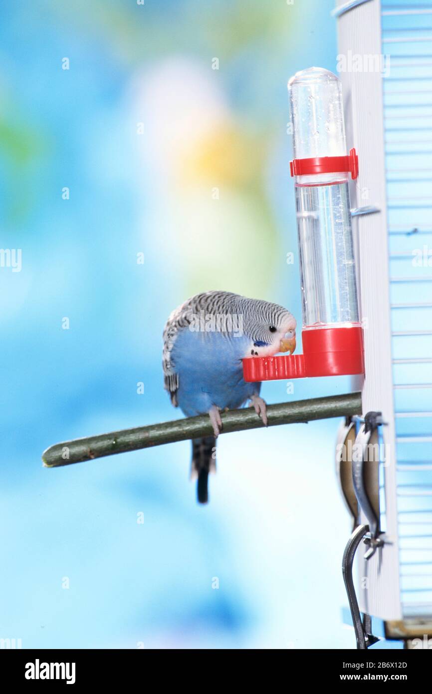 Budgie melopsittacus undulatus drinking hi-res stock photography and ...