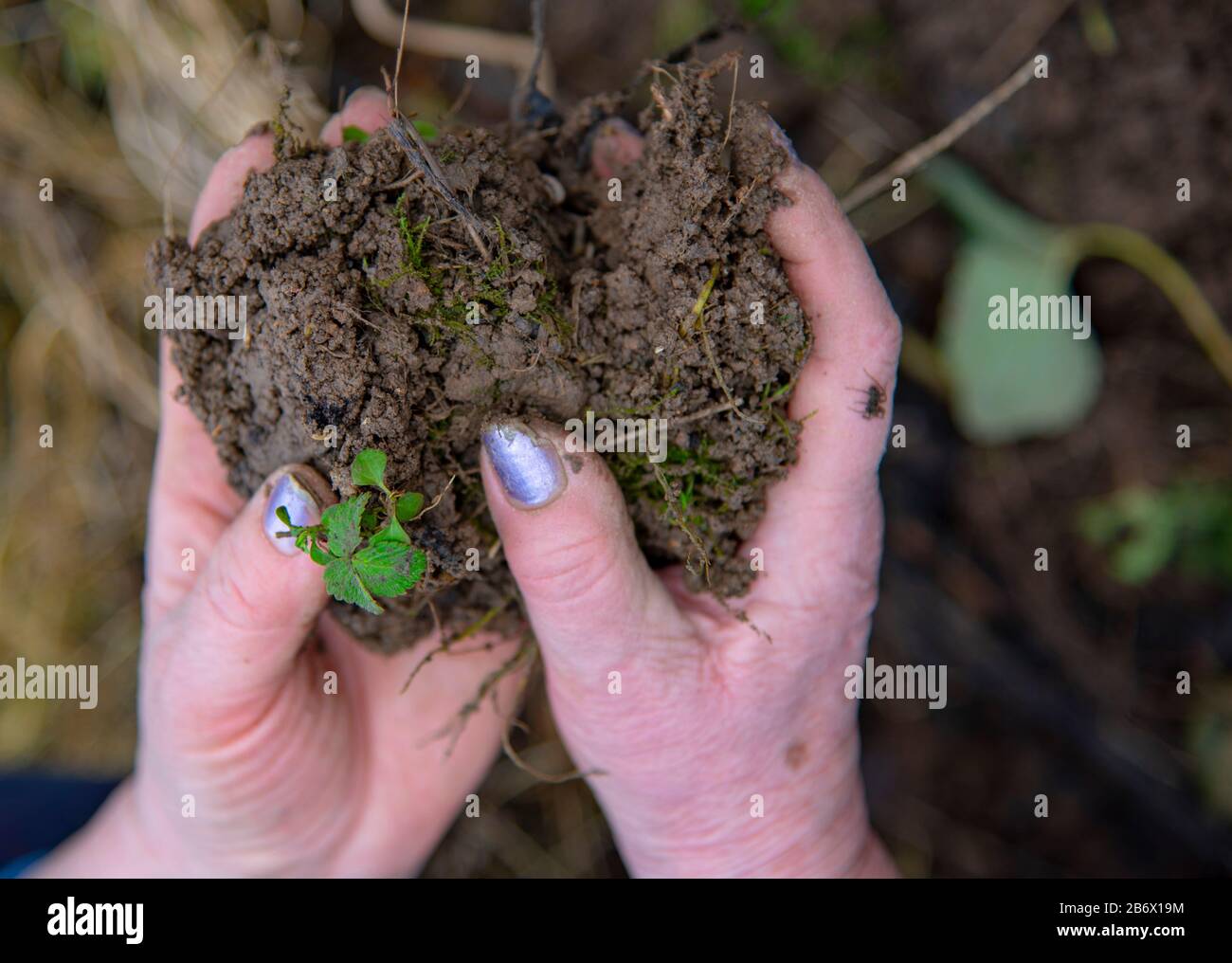 The wrinkled hands of an elderly woman hold a lump of earth with a ...