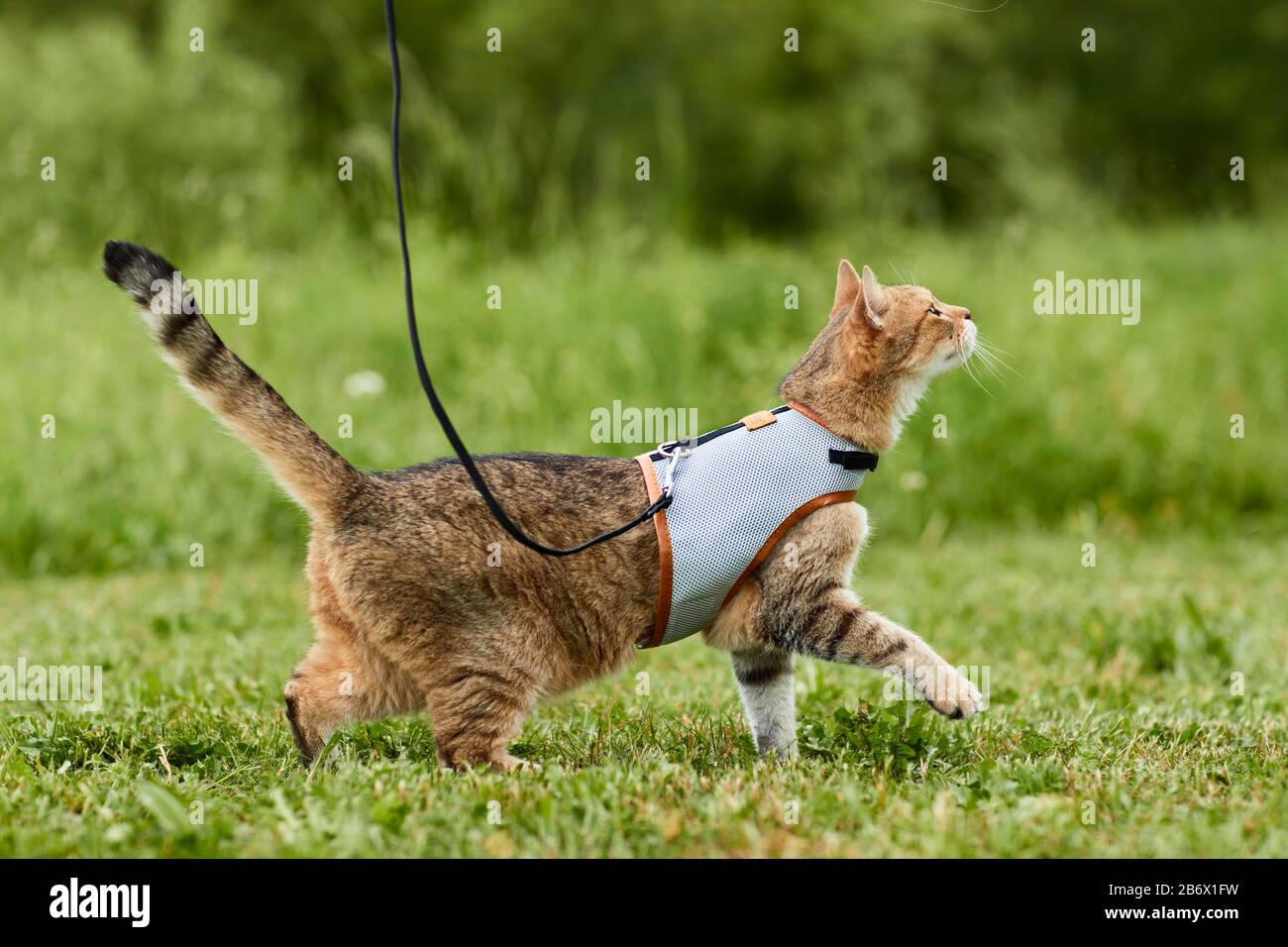 Domestic cat on lead hi-res stock photography and images - Alamy