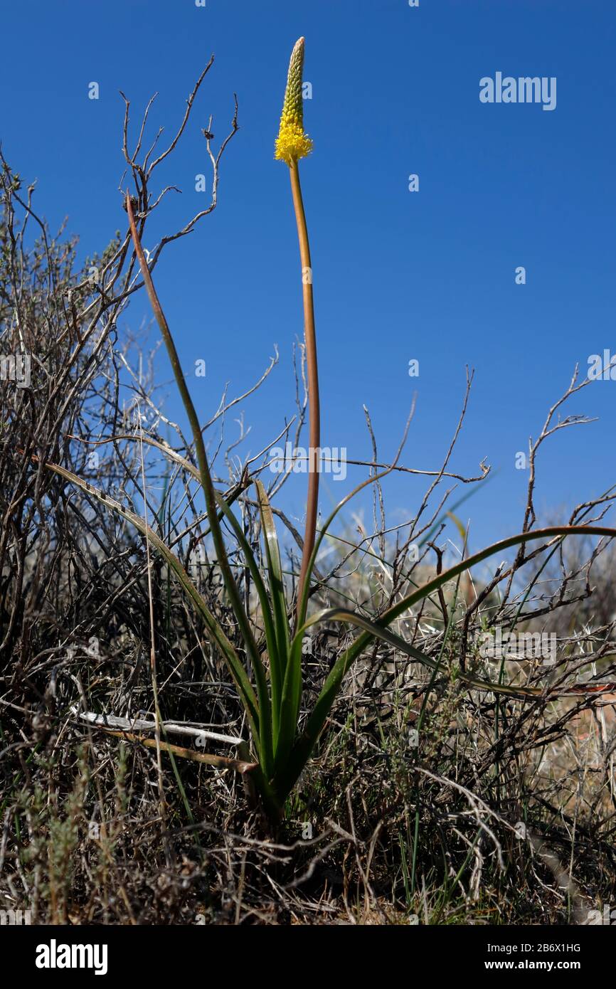 Sutherland town south africa hi-res stock photography and images - Alamy