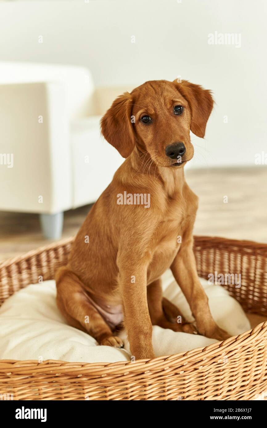 Golden Retriever. Puppy sitting in a wicker basket. Germany Stock Photo ...