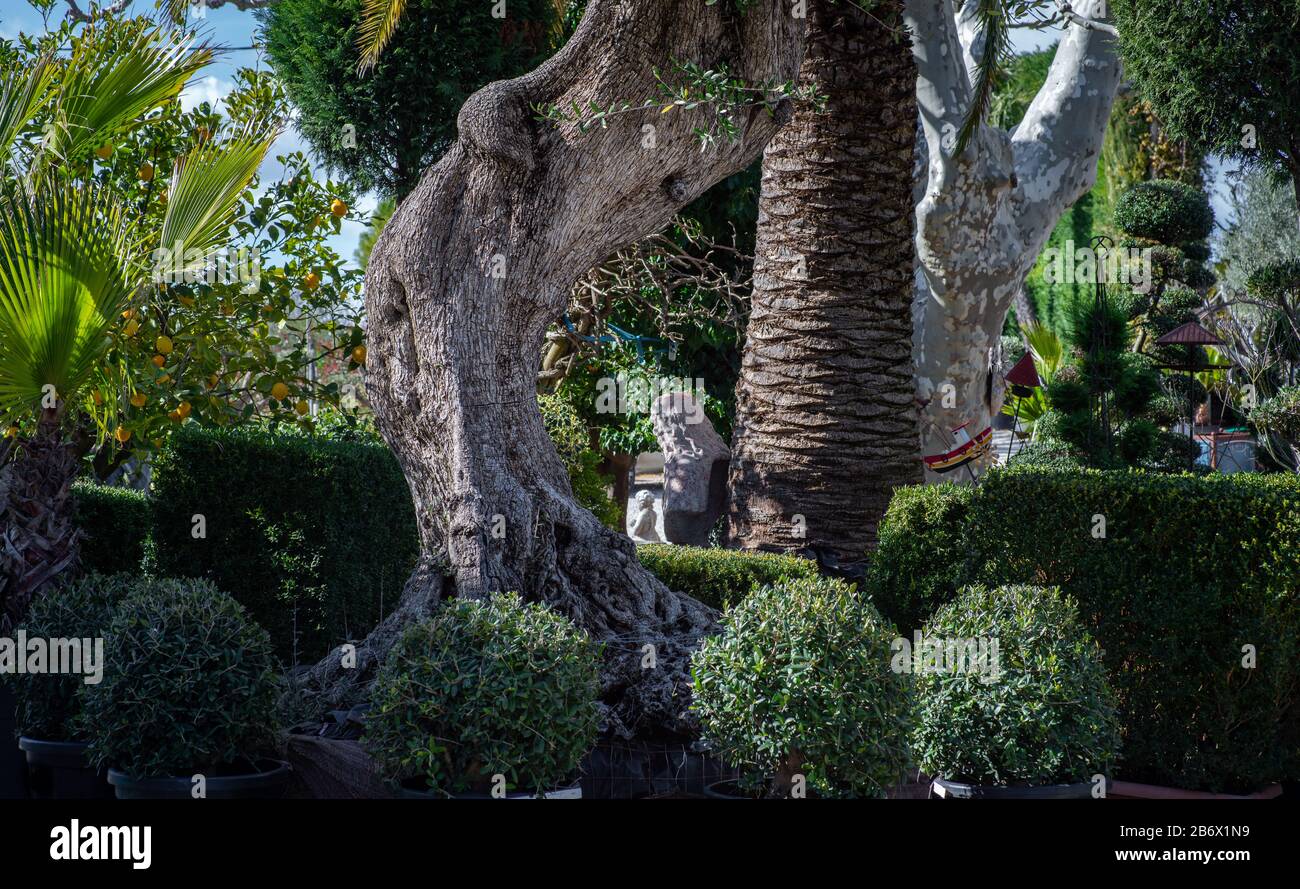 Mediterranean evergreen evergreen shrub hi-res stock photography and ...