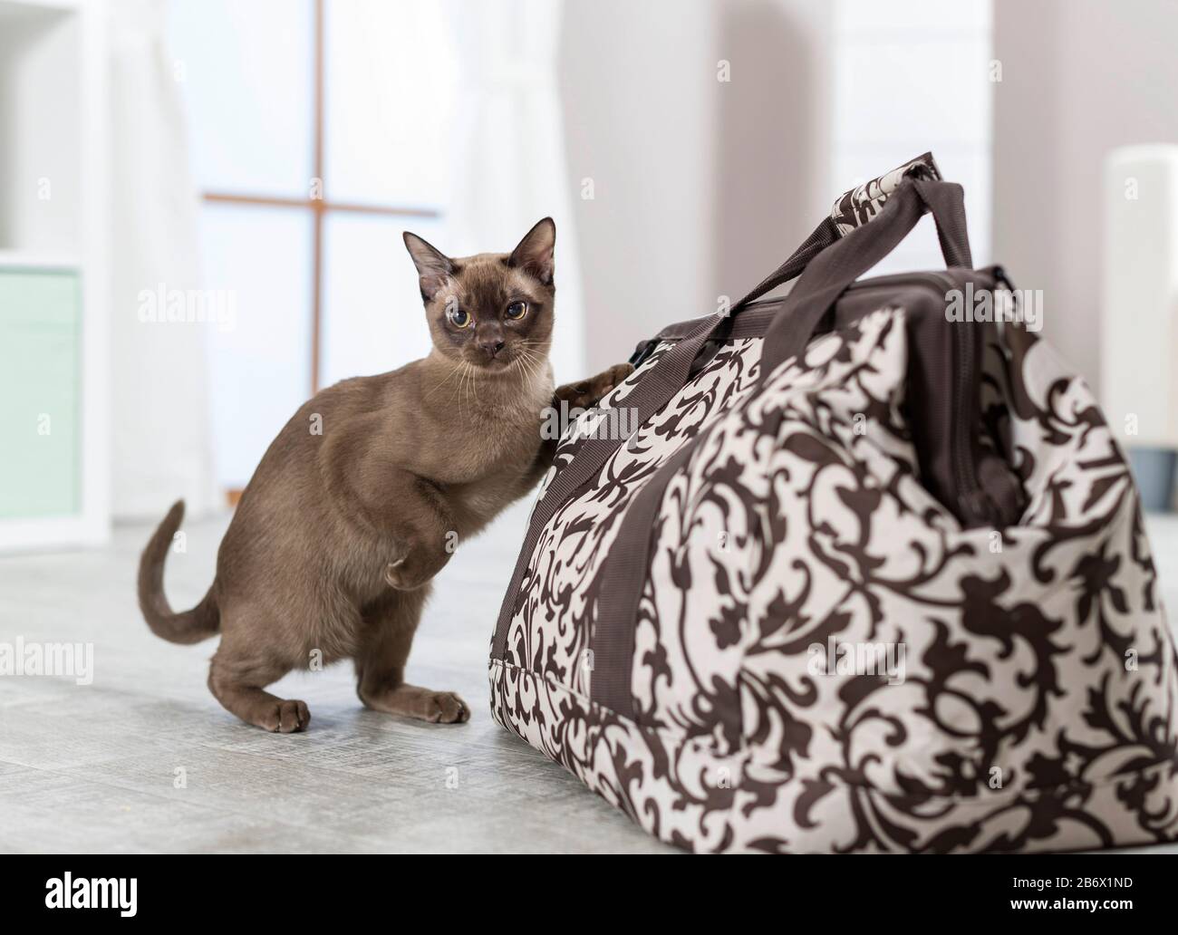 Cat bag not illustration hi-res stock photography and images - Alamy