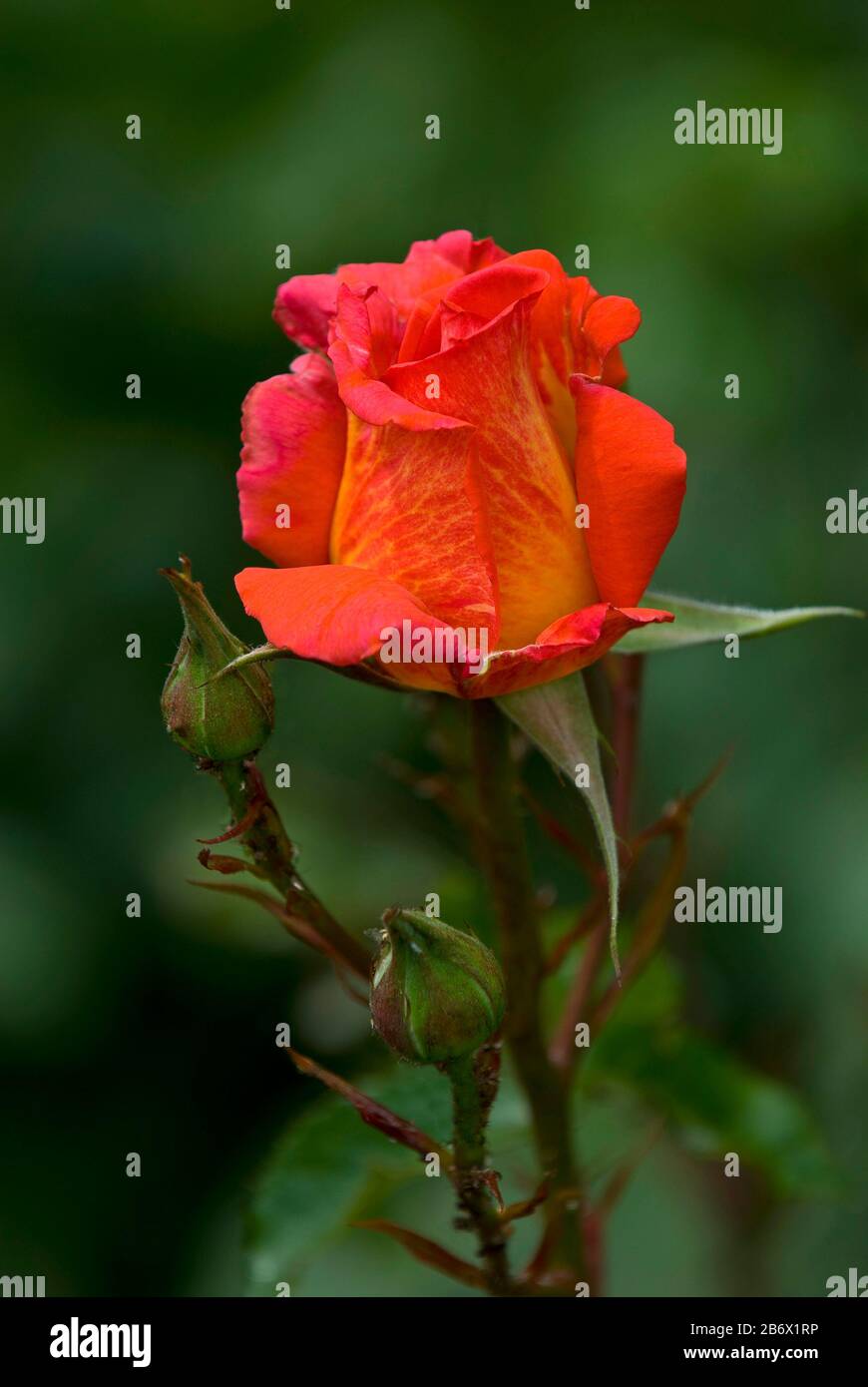 Scarlet rose hi-res stock photography and images - Alamy