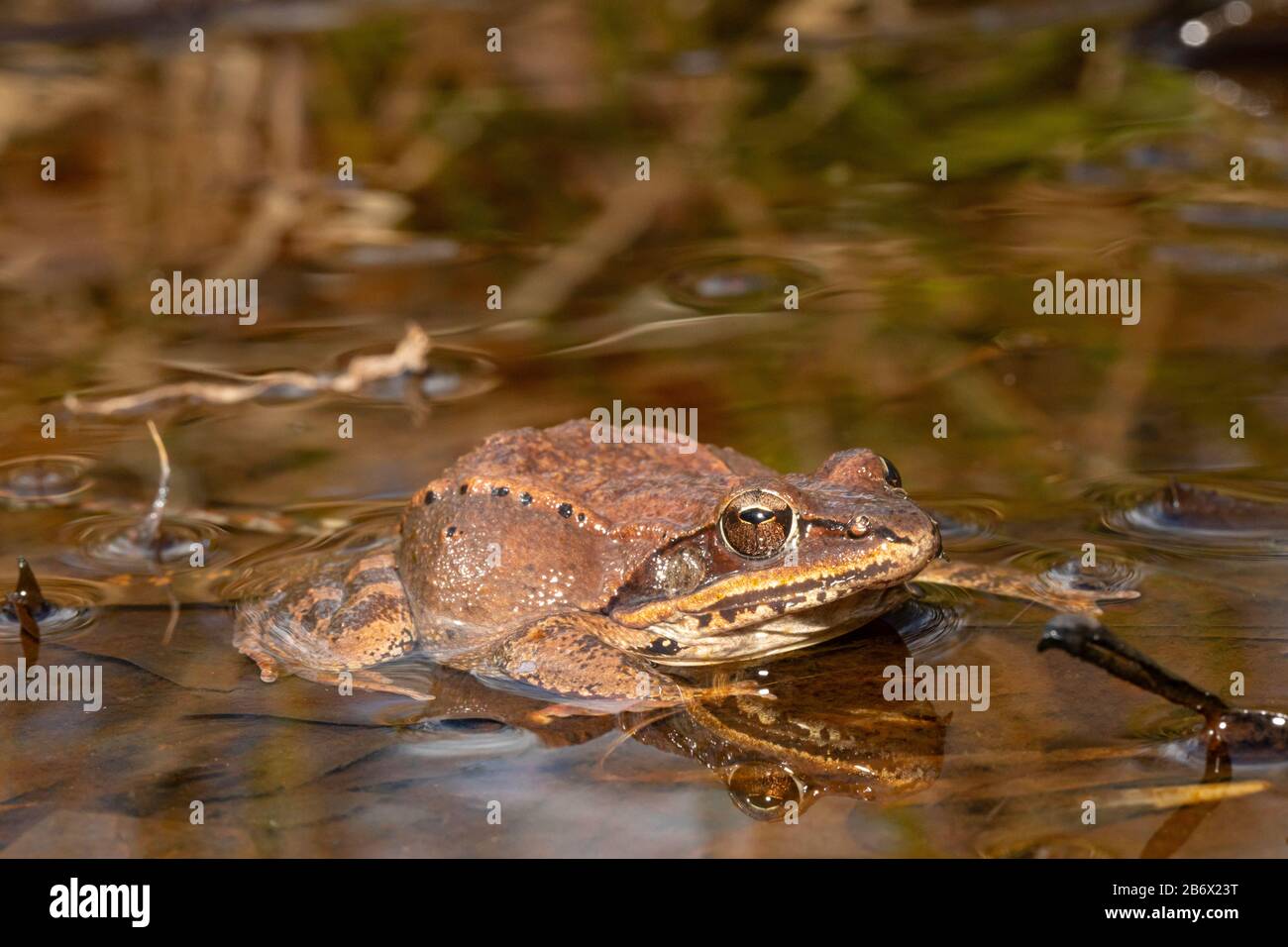 Gravid wood frog in a vernal pool - Lithobates sylvaticus Stock Photo ...