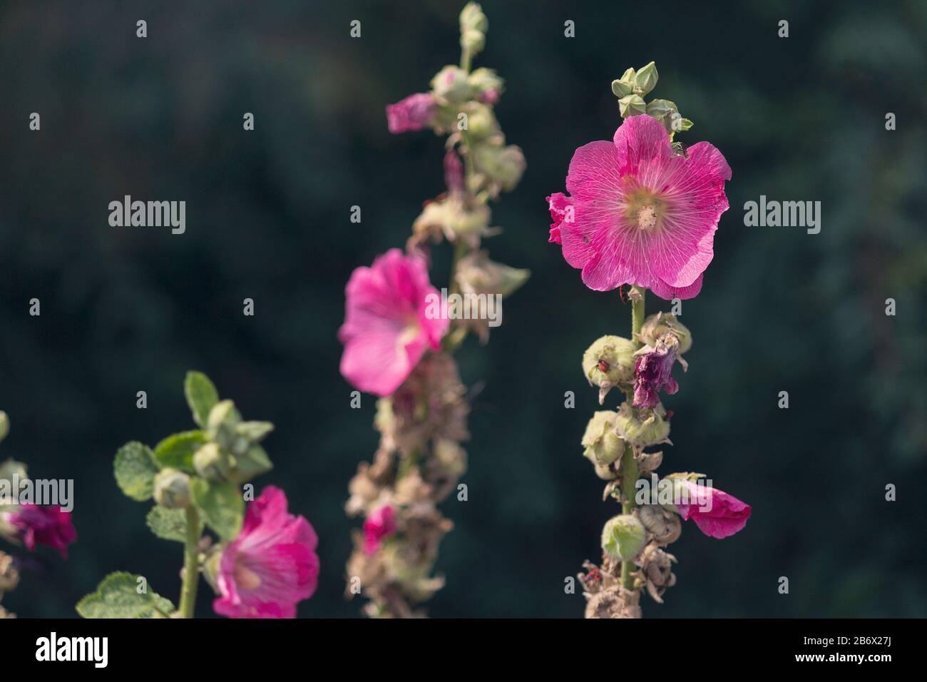 Blooming pink mallow flowers (Malva alcea, cut-leaved mallow, vervain ...