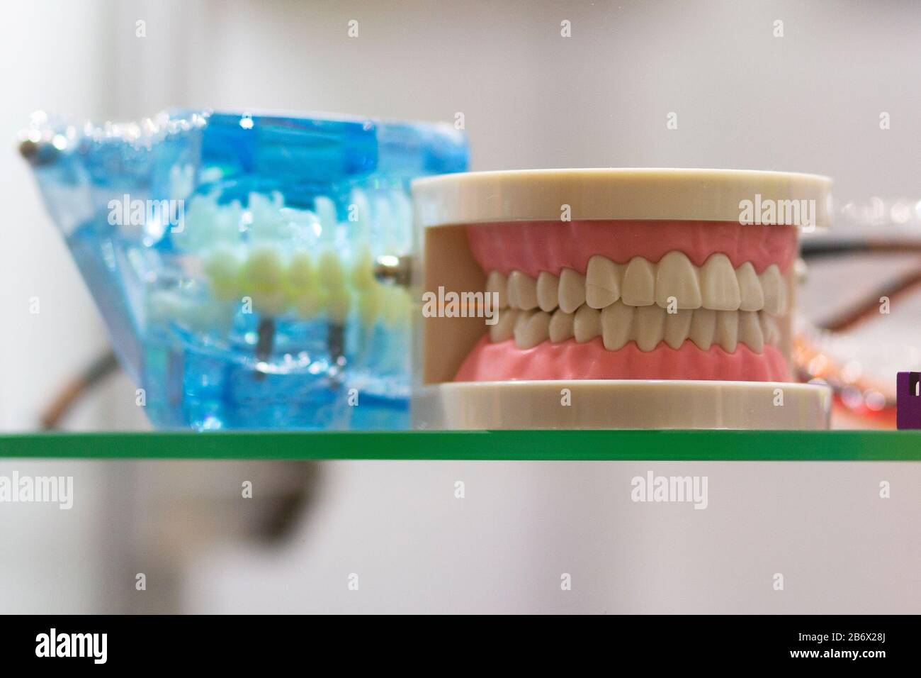 Plastic jaw with teeth. Layout for the study of human anatomy Stock ...
