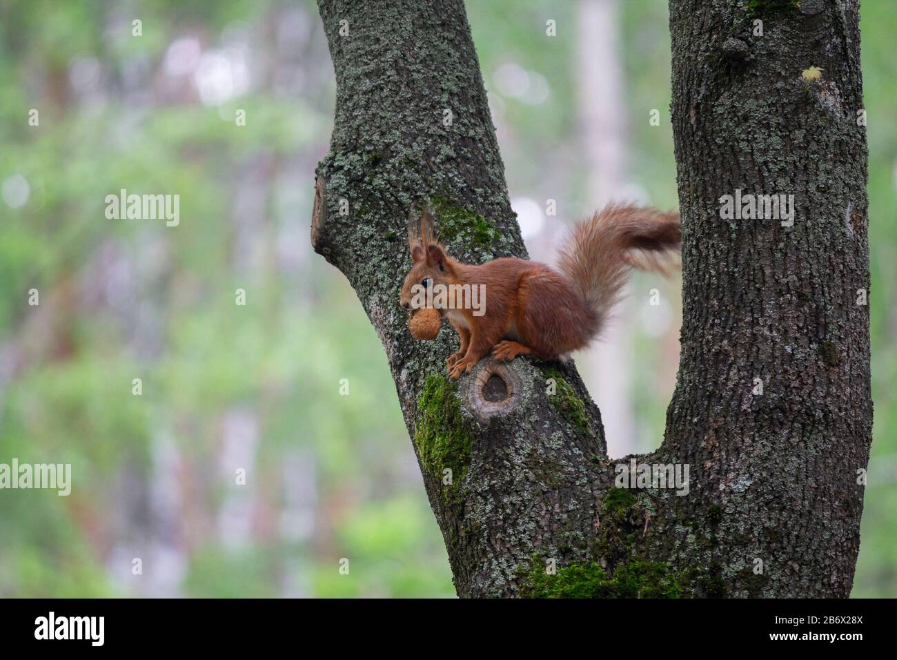 Red squirrel with a nut on a tree in the park. Animals Stock Photo - Alamy