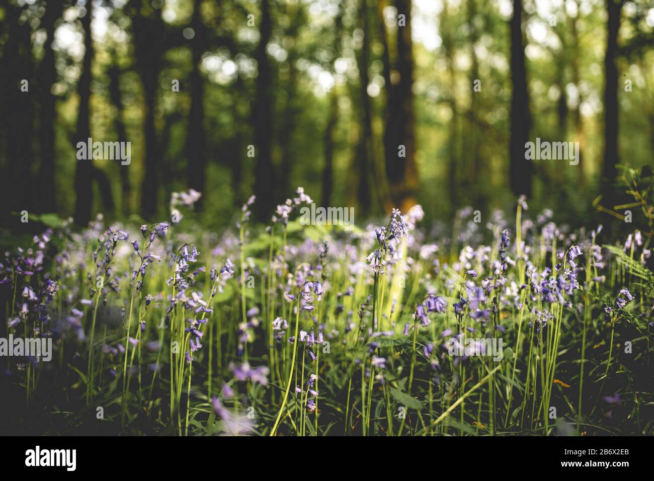 Magic environment hi-res stock photography and images - Alamy
