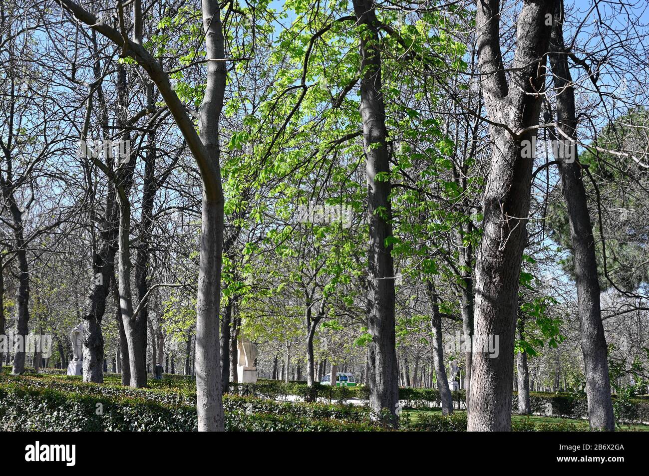 Trees and plants anticipate the arrival of spring in Madrid's public ...