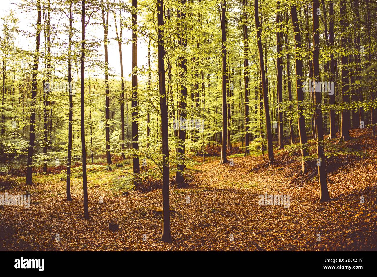 Autumn into a magic colorful forrest in Belgium Stock Photo - Alamy