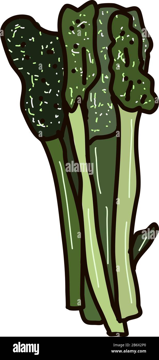 Broccolini flat, illustration, vector on white background Stock Vector ...