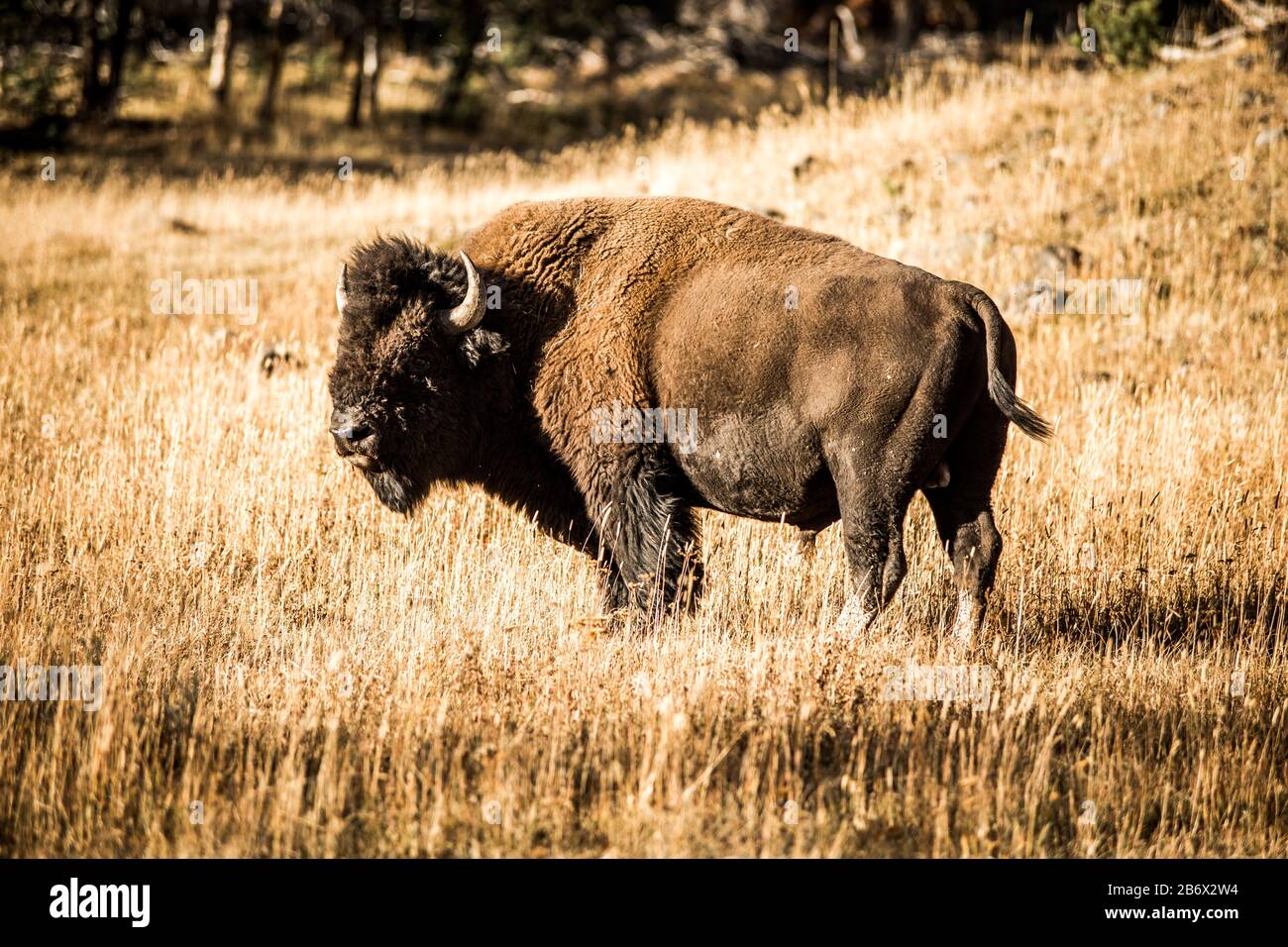 Close up of beautiful bison from Yellowstone Stock Photo - Alamy