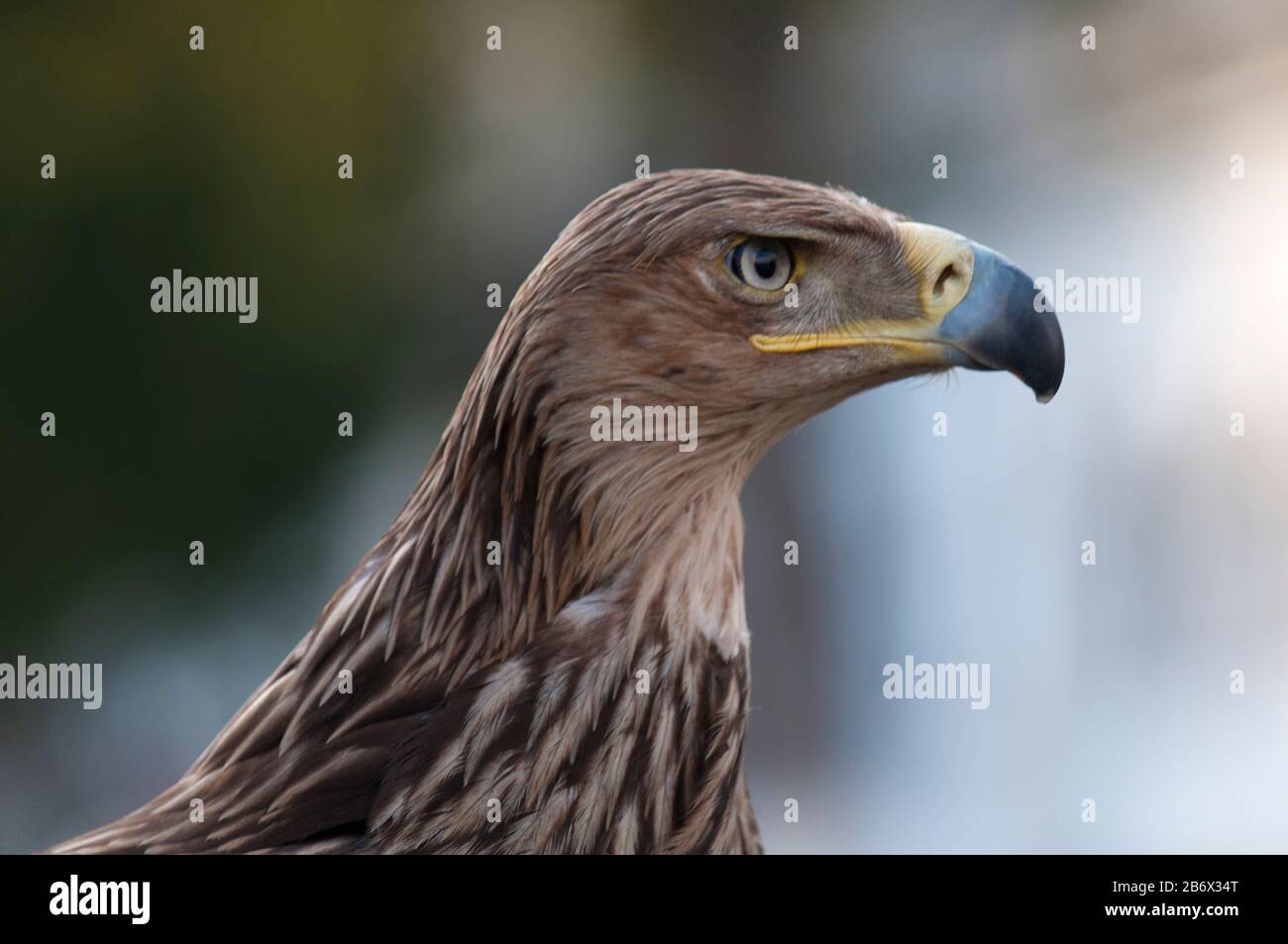 Golden Eagle ( Erne) - Aquilla chrysaetos profile is situated against ...