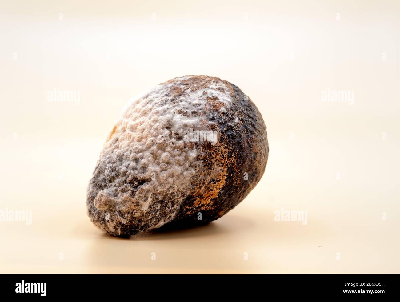 Close-up image of a rotten avocado with mold on light background. Waste ...