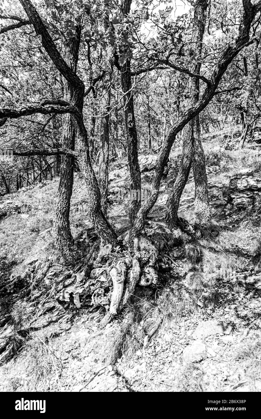 Bark beech tree texture Black and White Stock Photos & Images - Alamy