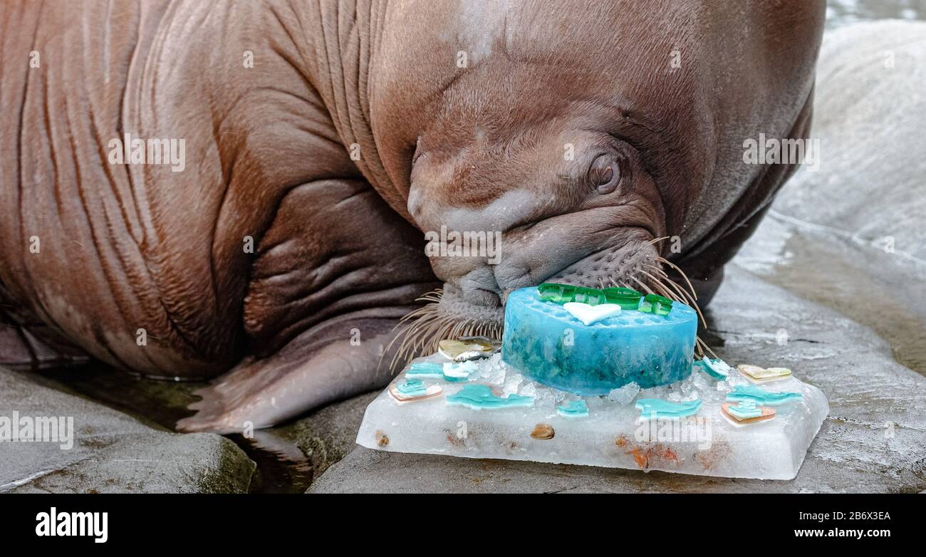Hamburg, Germany. 12th Mar, 2020. The walrus "Thor" checks a farewell ...