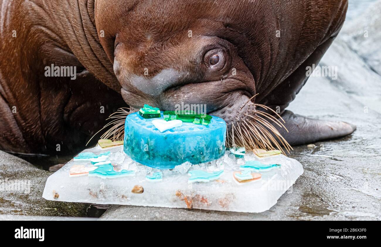 Hamburg, Germany. 12th Mar, 2020. The walrus "Thor" checks a farewell ...