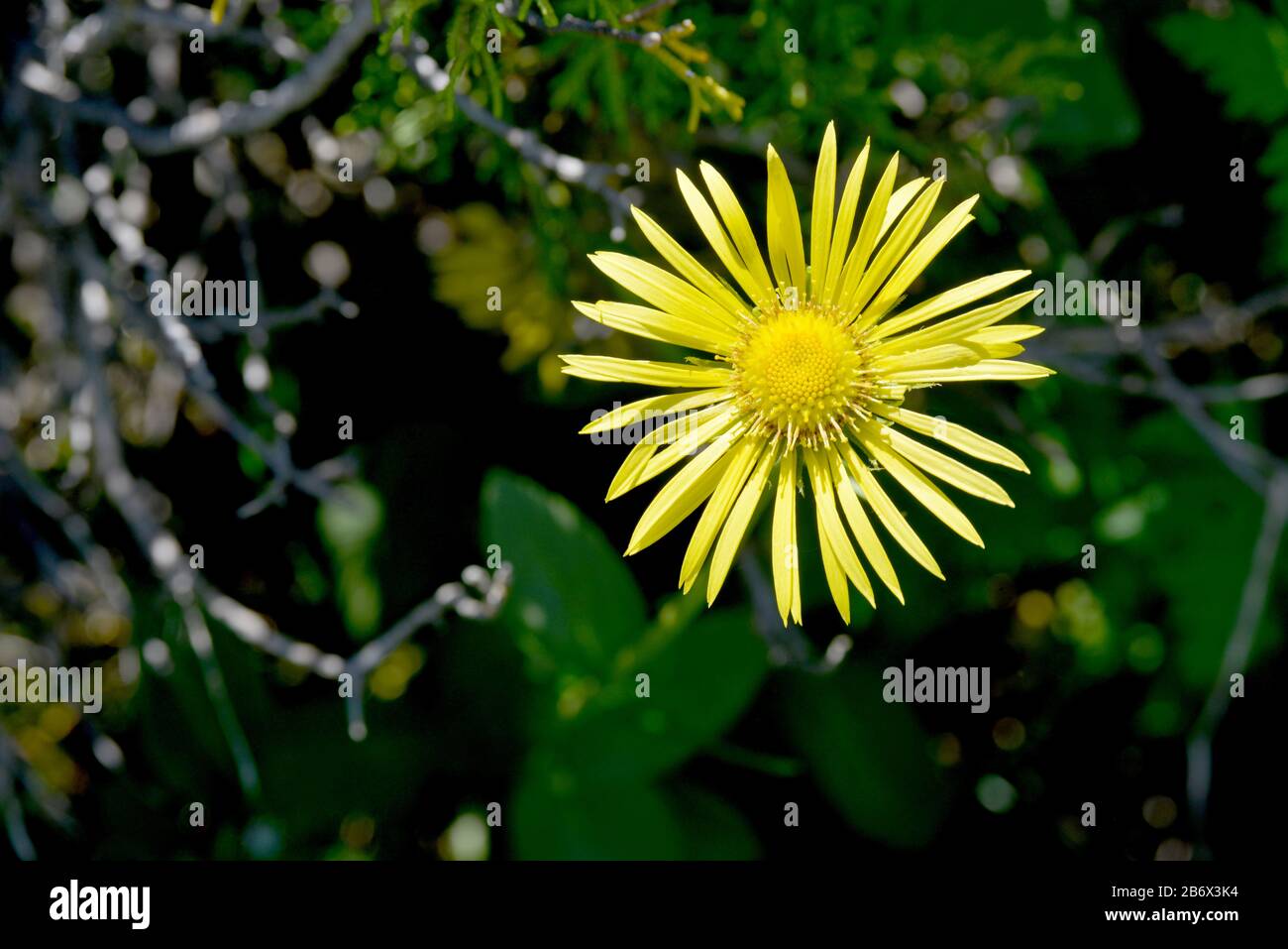 Isopappus hi-res stock photography and images - Alamy