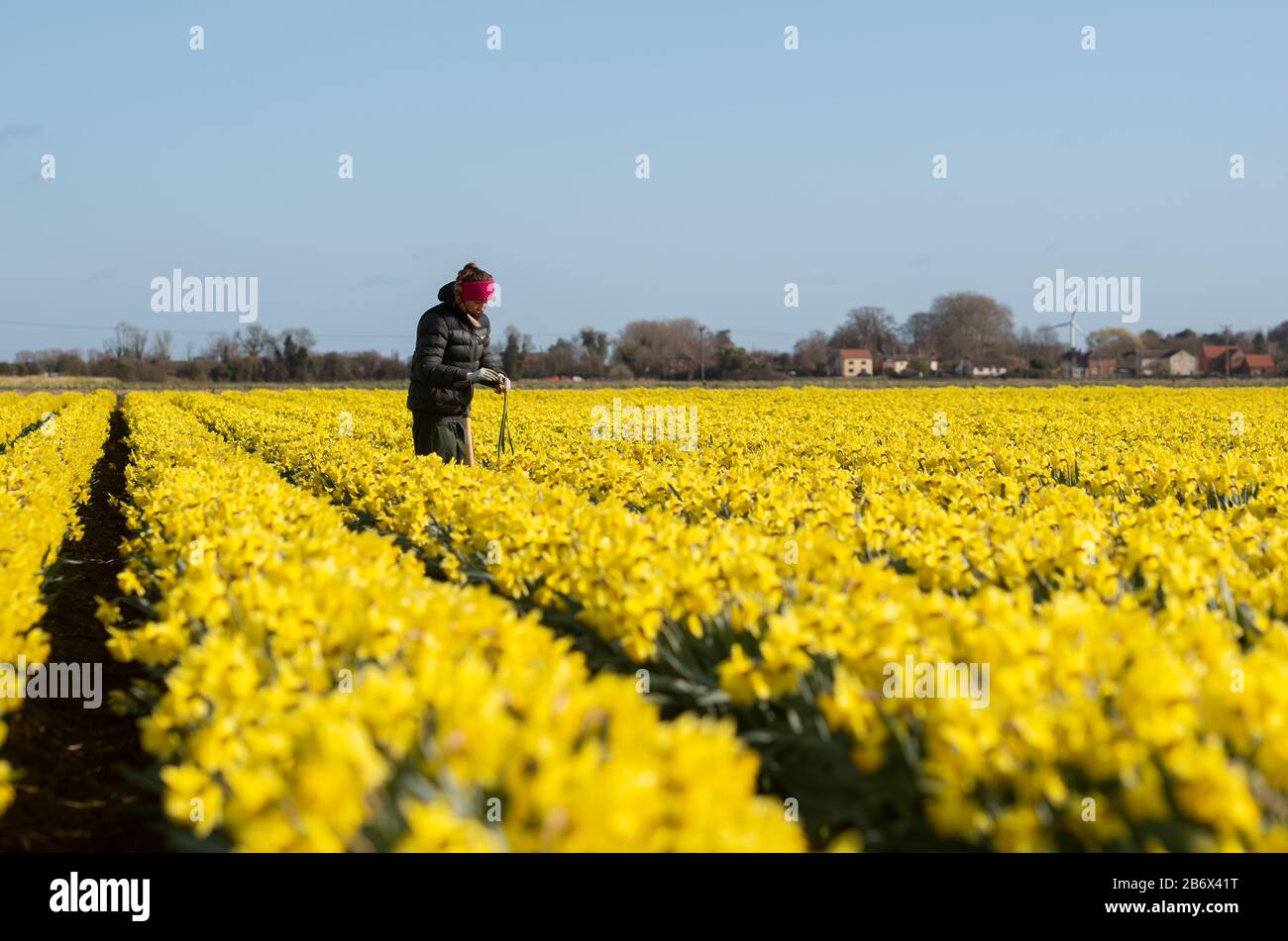 At taylors bulbs in holbeach hi-res stock photography and images - Alamy