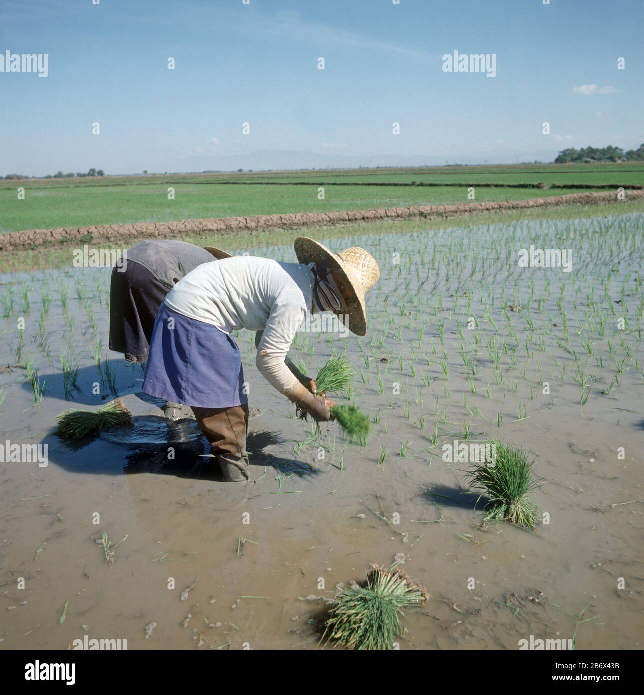 Girls transplanting bunches of rice (Oryza sativa) seedlings in rows ...