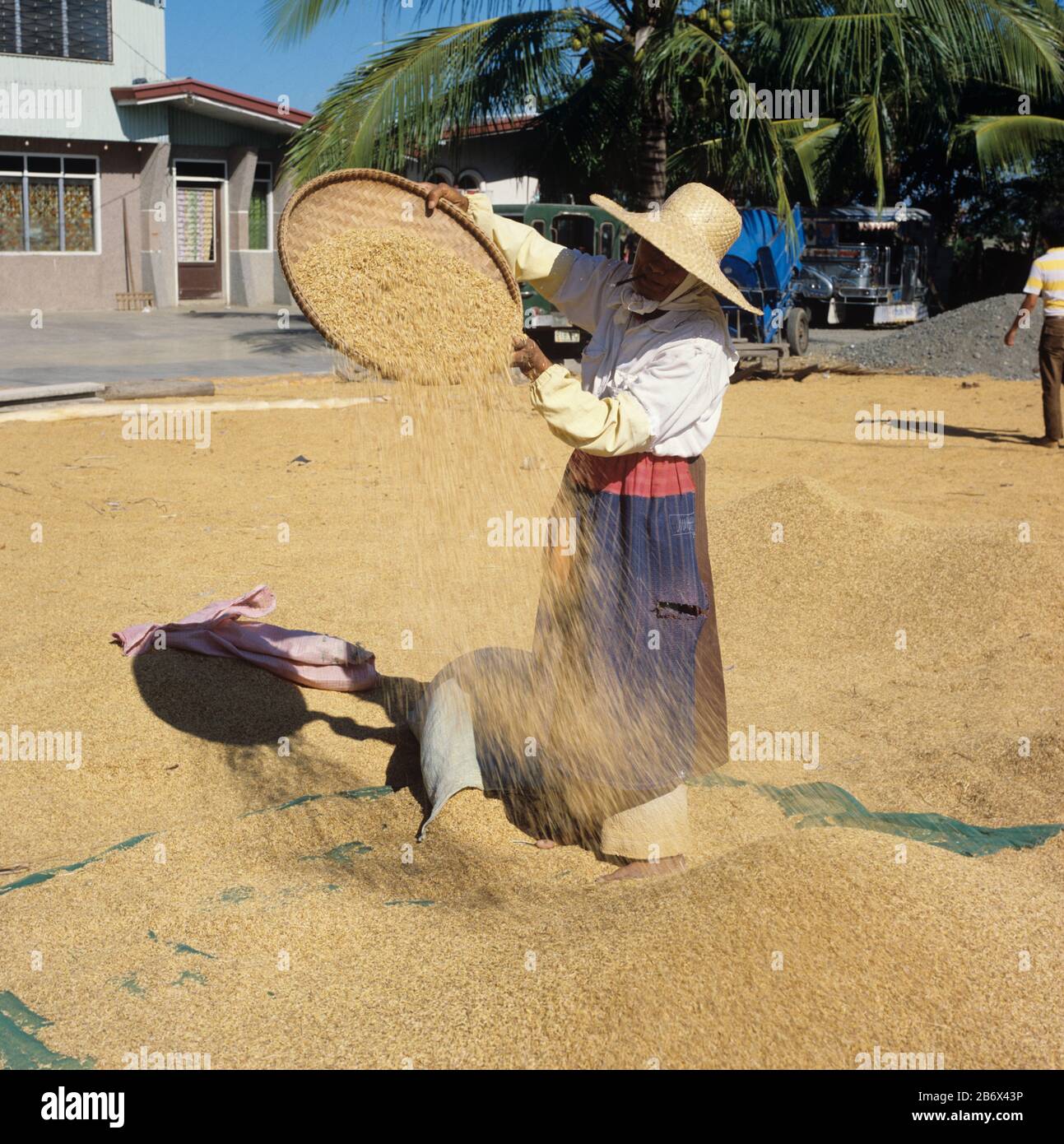 Old lady smoking a cheroot winnowing harvested and threshed rice crop ...