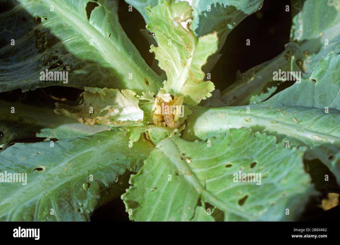 A cabbage or old world webworm (Hellula undalis) caterpillar on a damaged cabbage plant ...