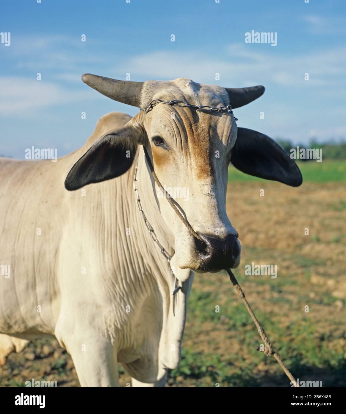 Zebuine cattle hi-res stock photography and images - Alamy