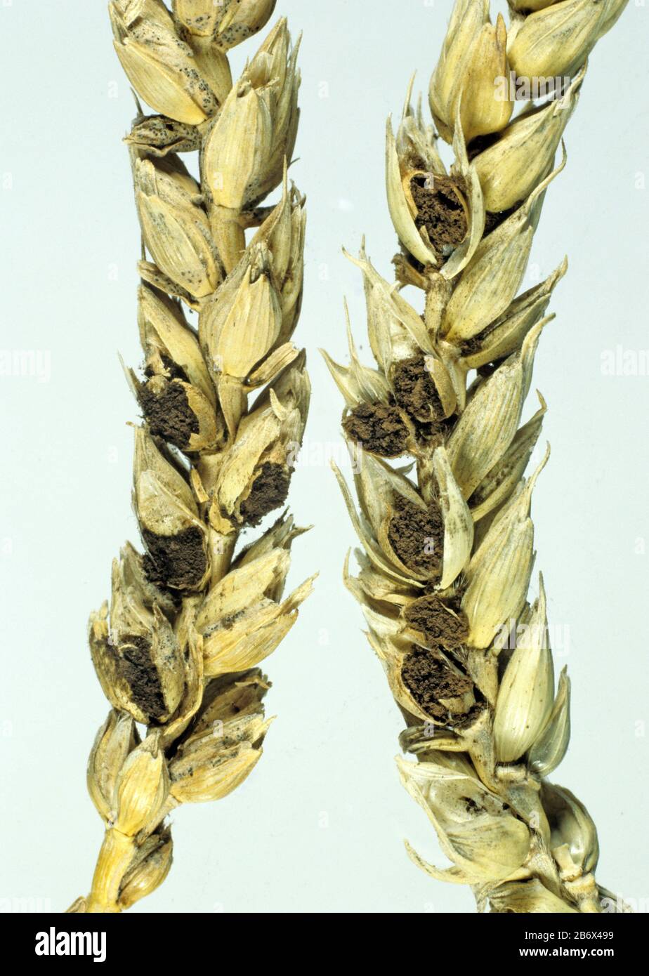 Bunt or covered smut (Tilletia tritici) infected ripe wheat ear with ...