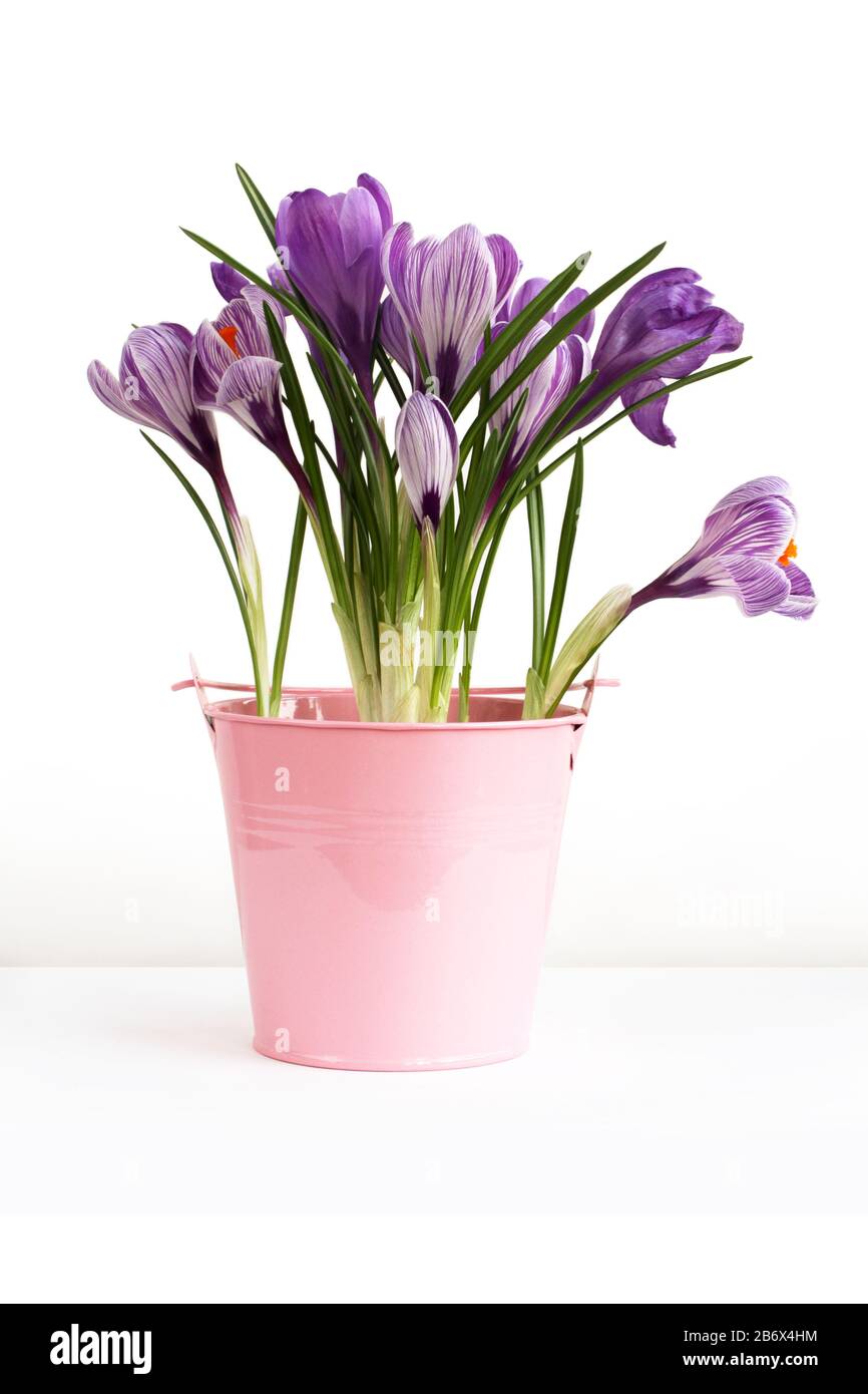 Purple crocuses composition spring Cut Out Stock Images & Pictures - Alamy