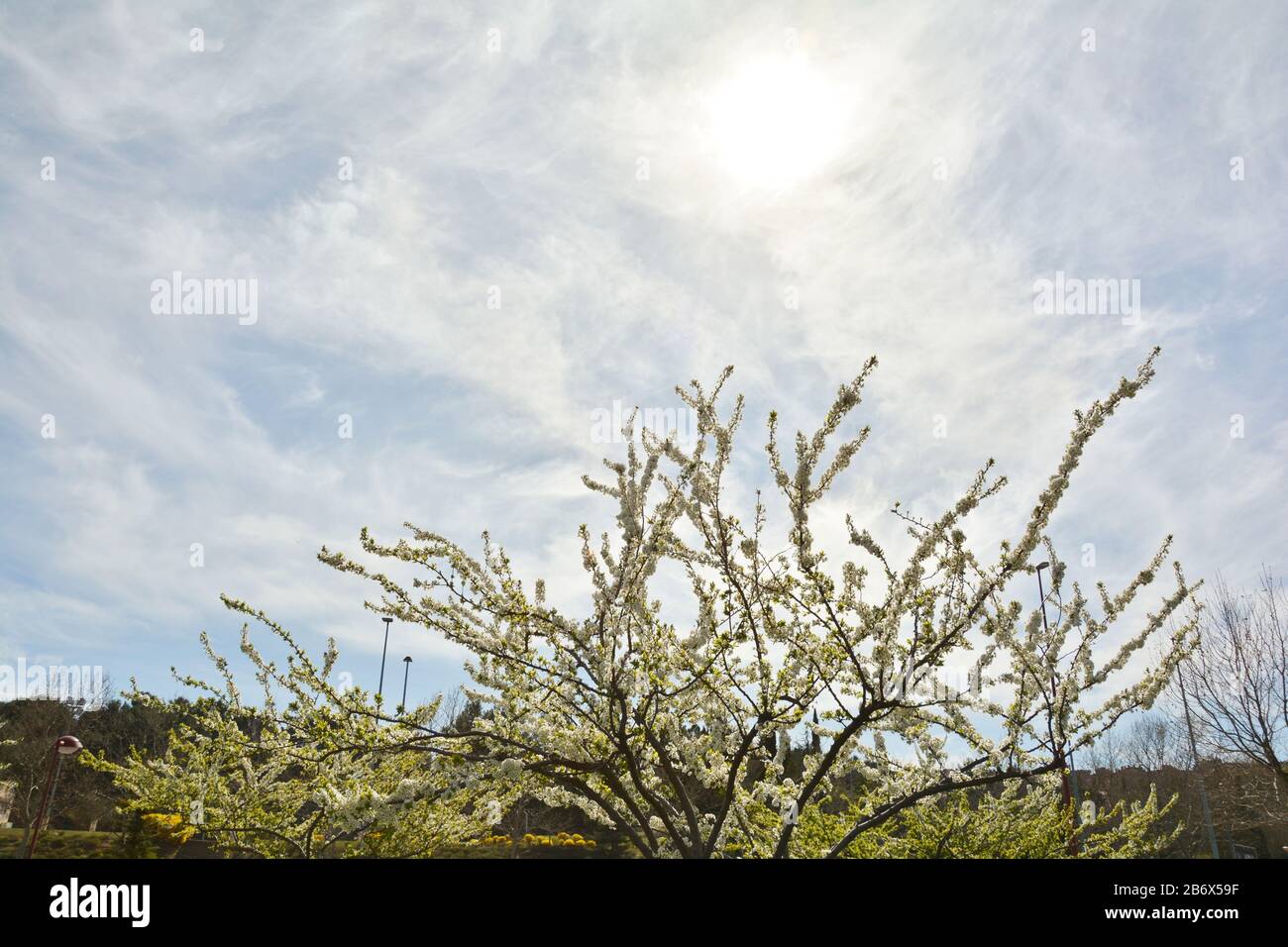 Spring plum tree blossoms clouds hi-res stock photography and images ...