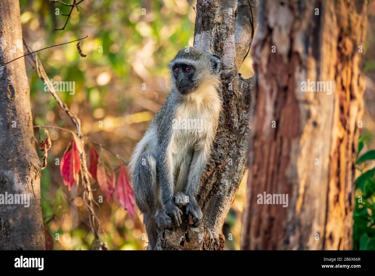 Serene monkey hi-res stock photography and images - Alamy