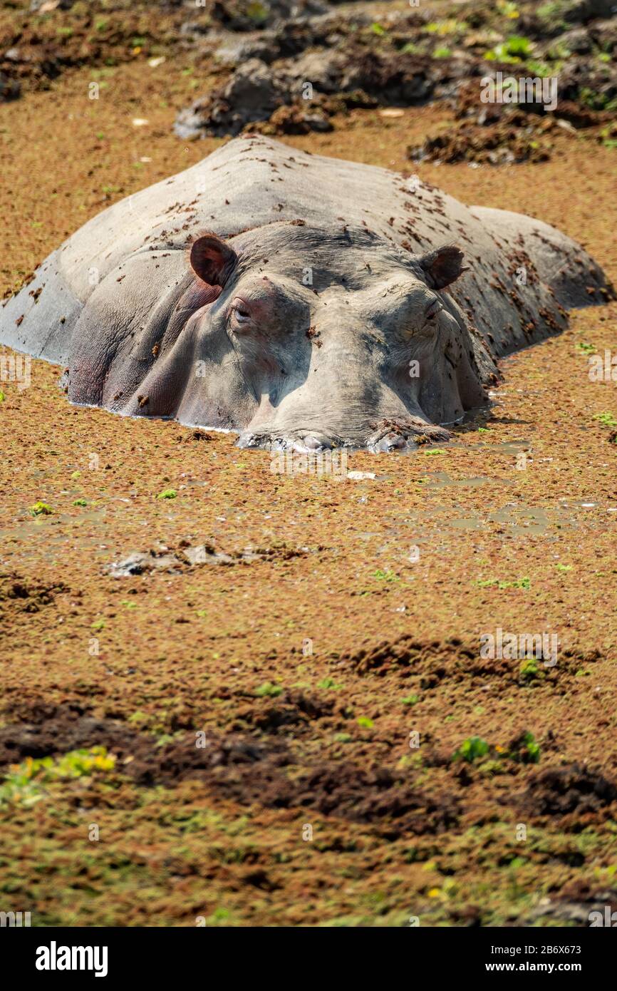 Hippo in mud hi-res stock photography and images - Alamy