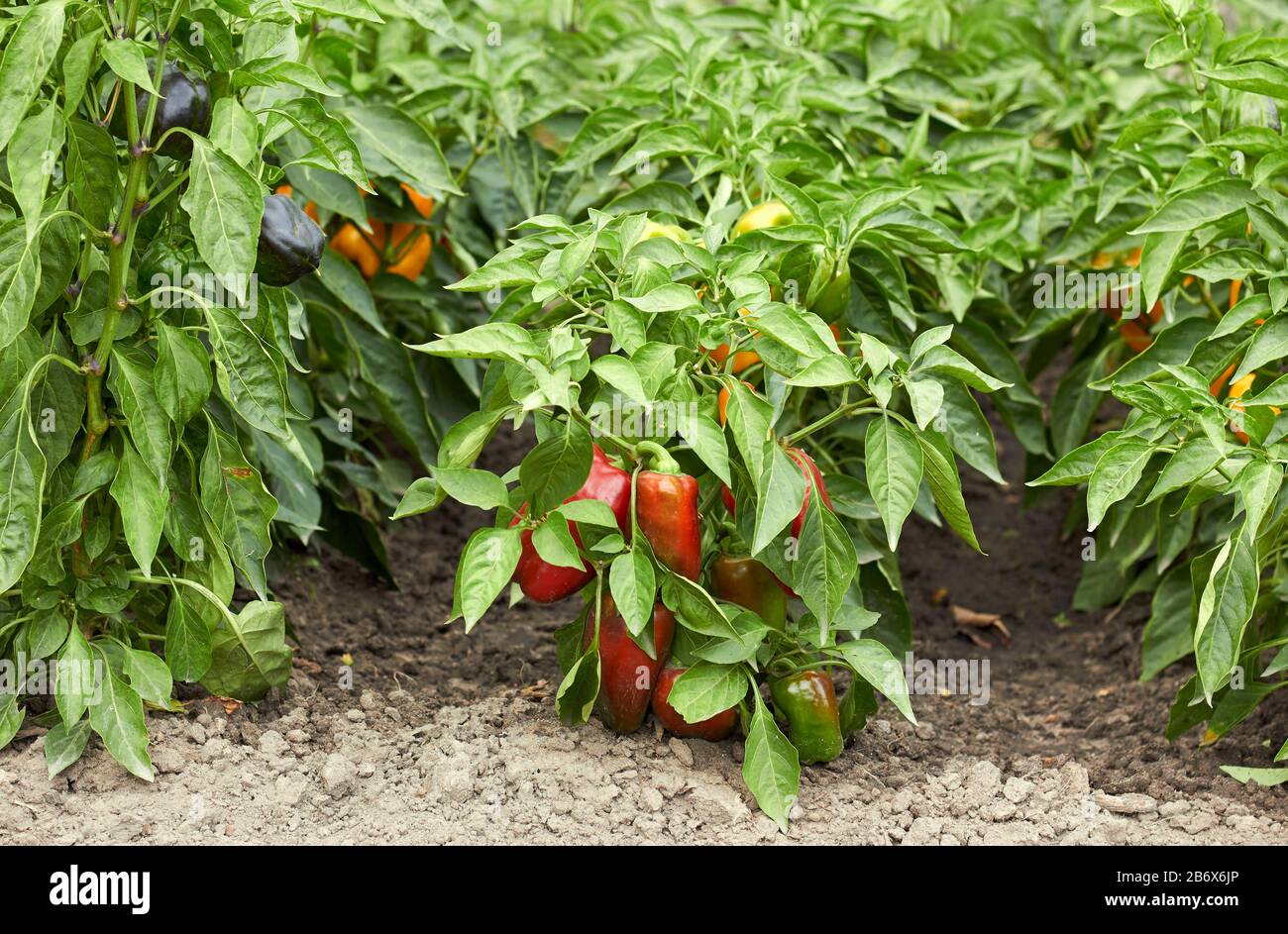 Red sweet pepper growing on bed in the garden, ripe vegetable at ...