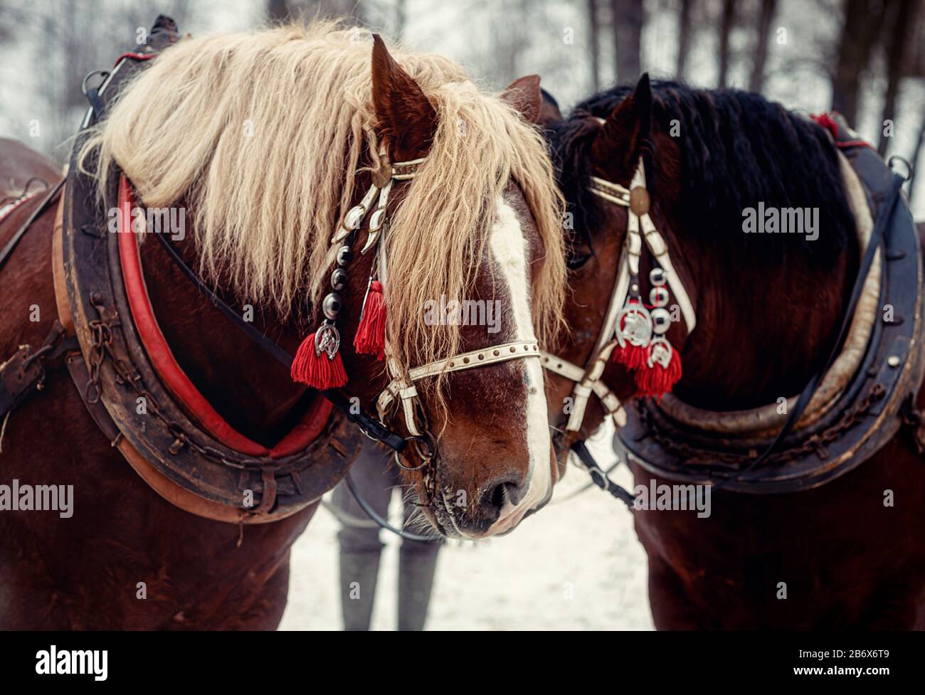 Two horse portrait close up in love, Horse love Stock Photo - Alamy