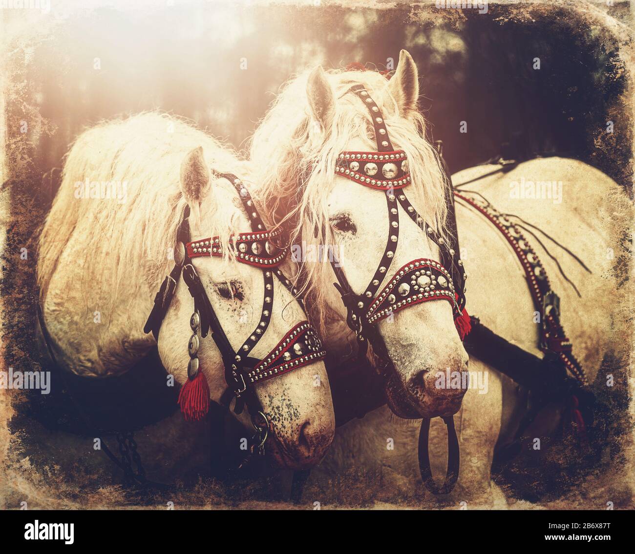 Two horse portrait close up in love, Horse love, old photo effect Stock ...