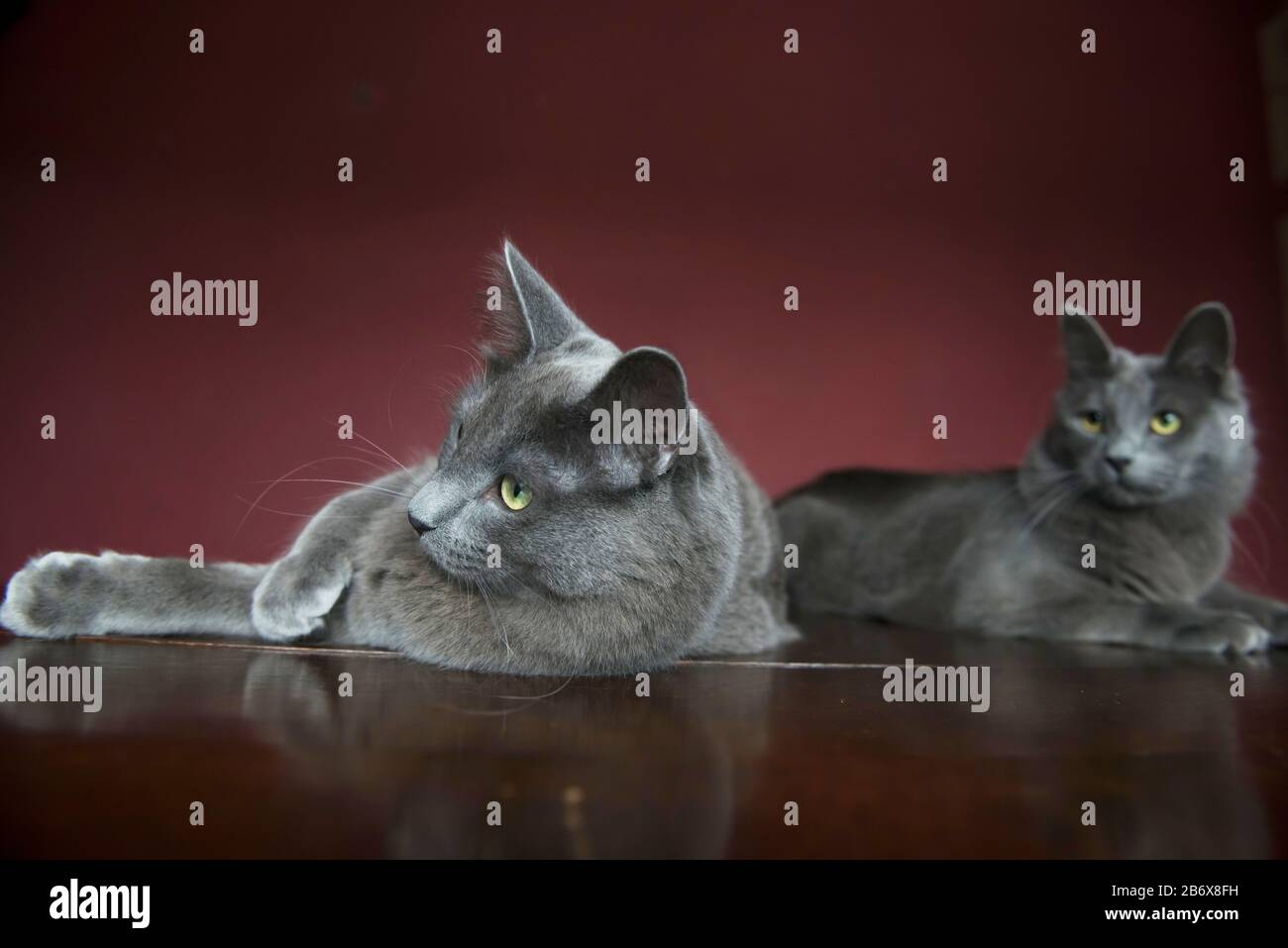 Silver grey colour hi-res stock photography and images - Alamy